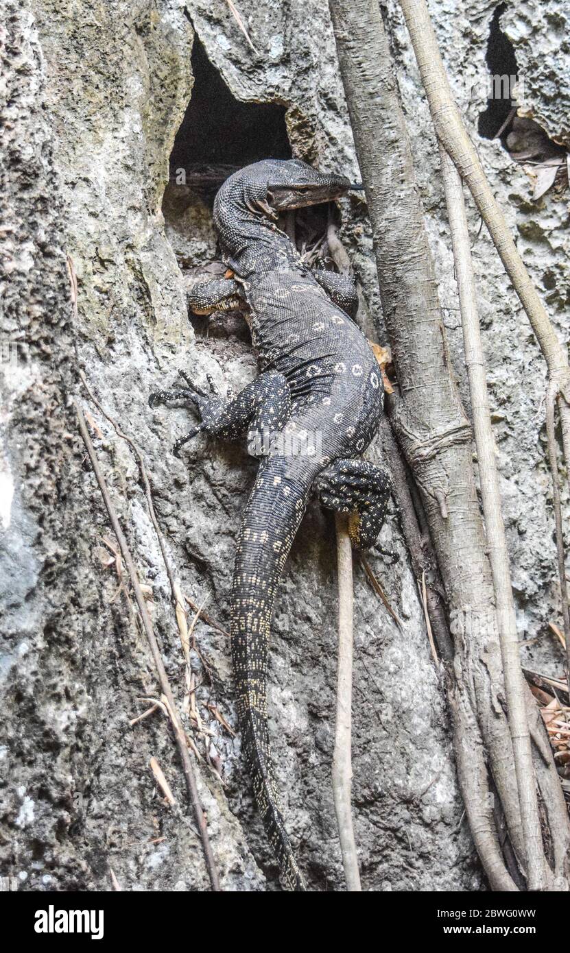 Asian water monitor teeth hi-res stock photography and images - Alamy