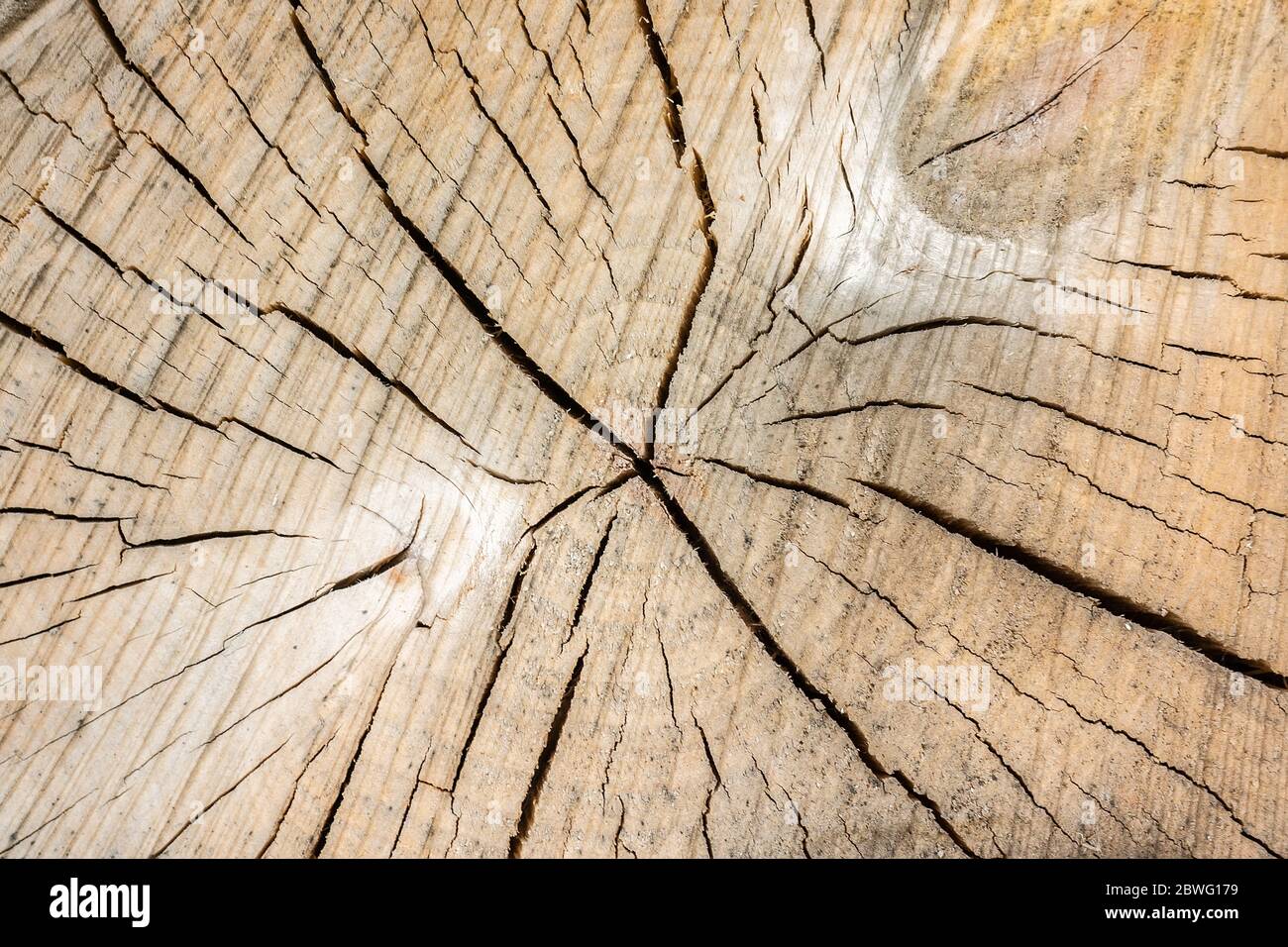 Cross-section of a tree close-up. Cross-section of the trunk with ...