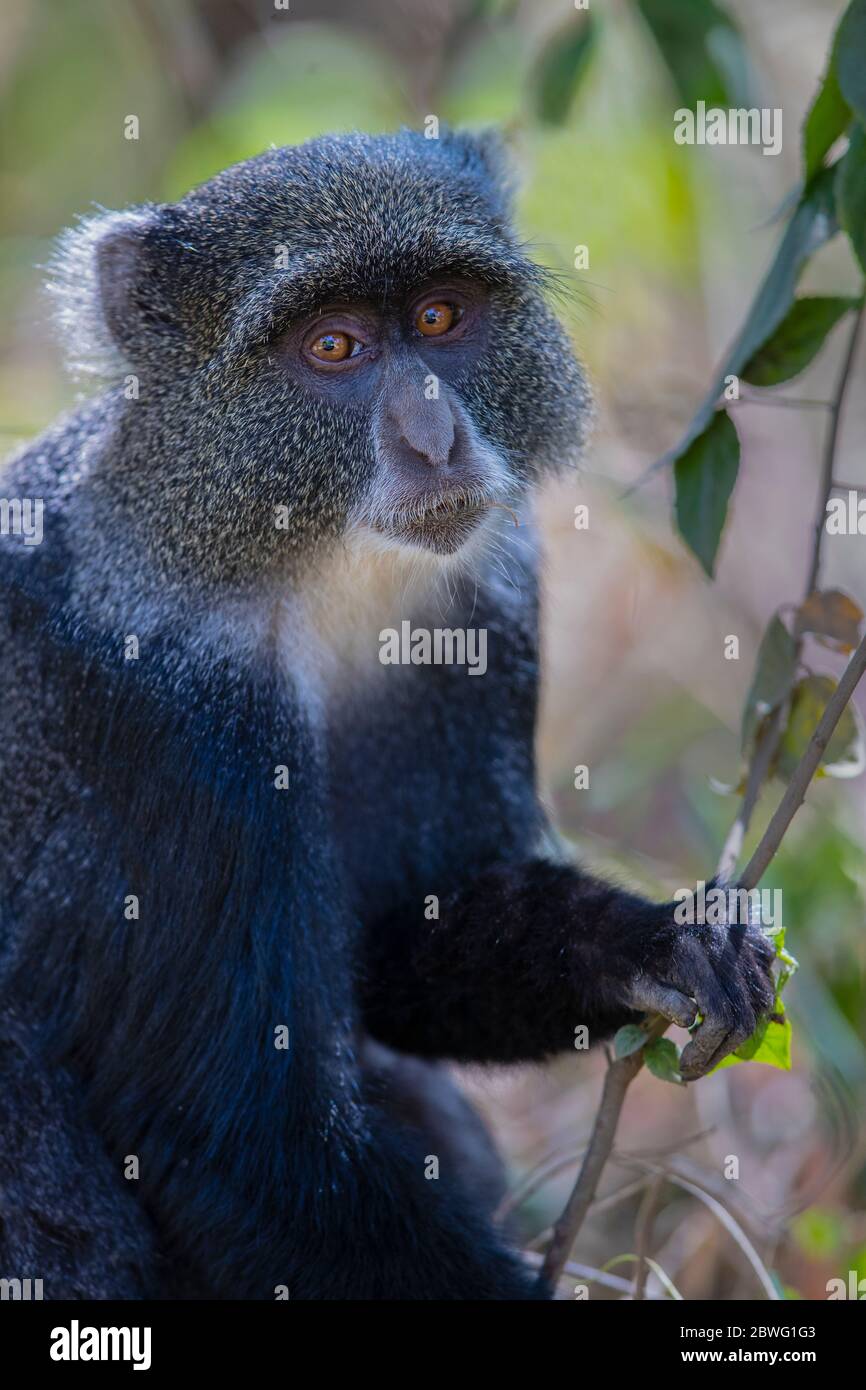 Blue Monkeys In Africa