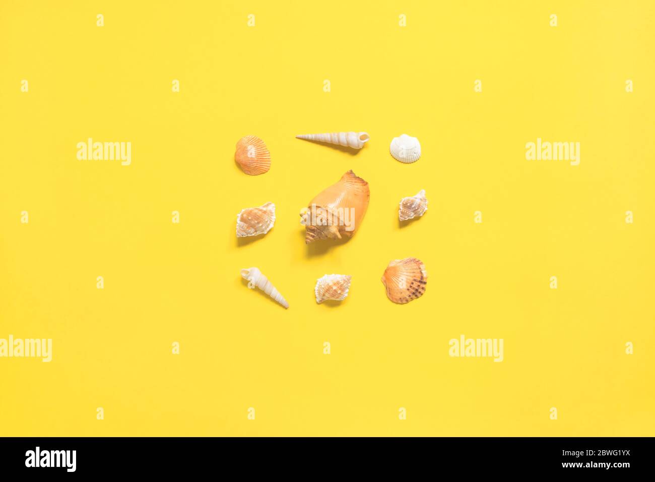 Summer flat lay. Shells of various kinds on a yellow background ...