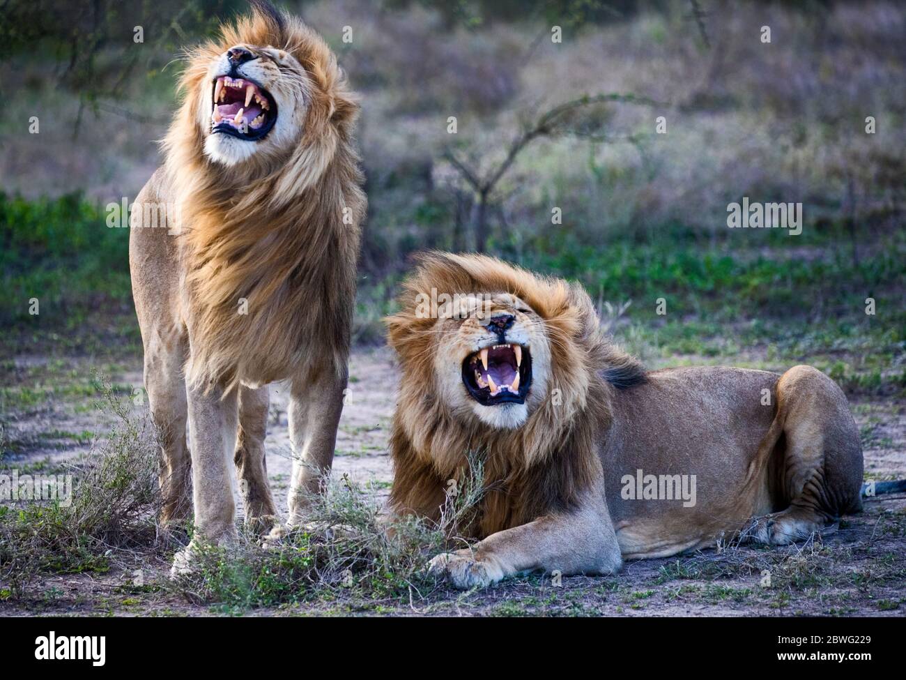 Lions Roaring Together