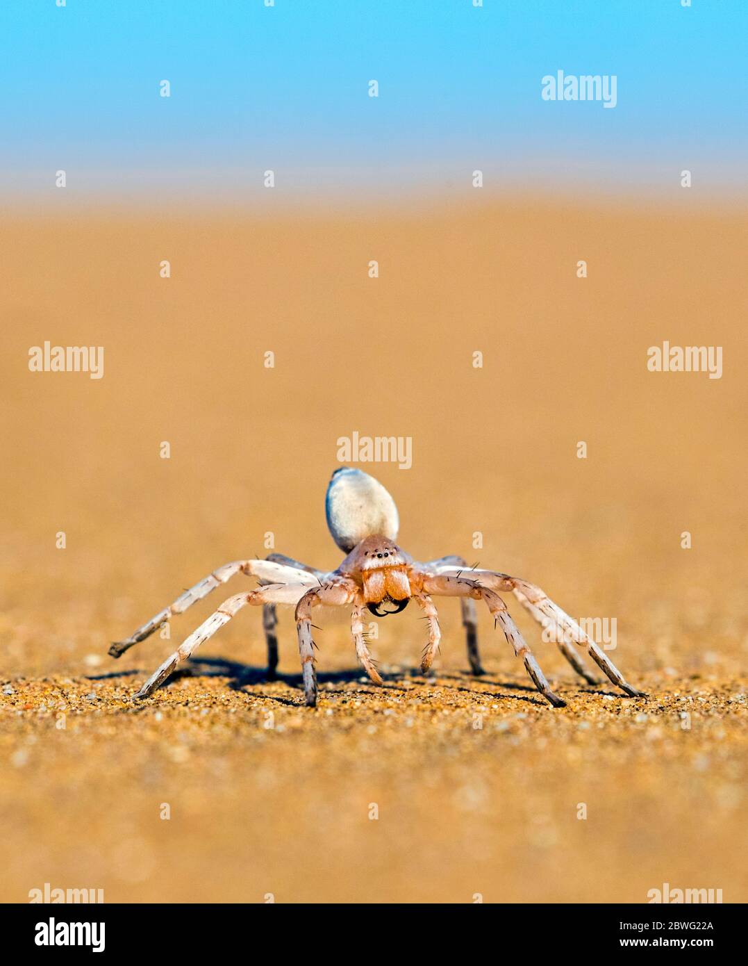 Dancing white lady spider hi-res stock photography and images - Alamy