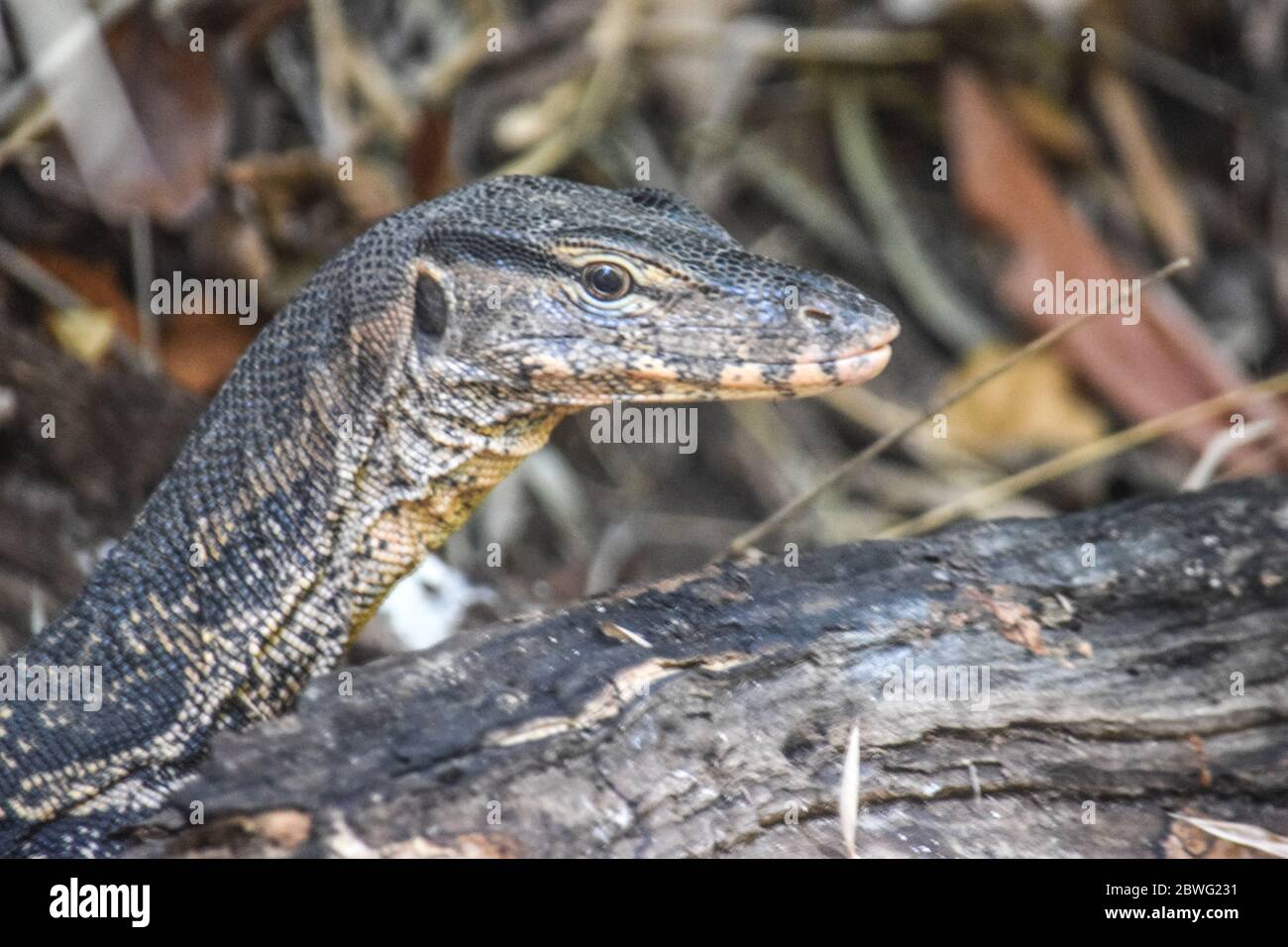 Asian water monitor teeth hi-res stock photography and images - Alamy