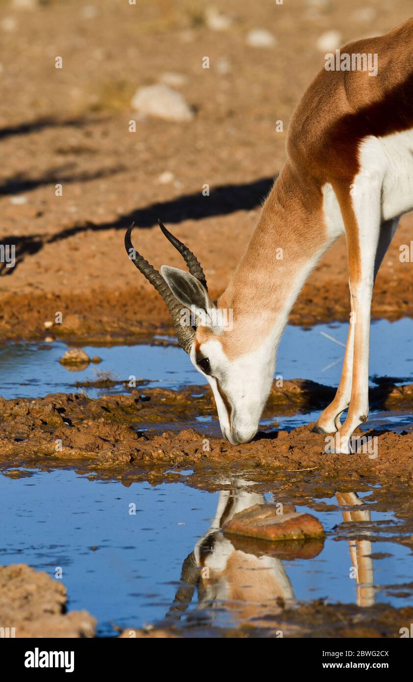 Springbok national symbol south africa hi-res stock photography and ...
