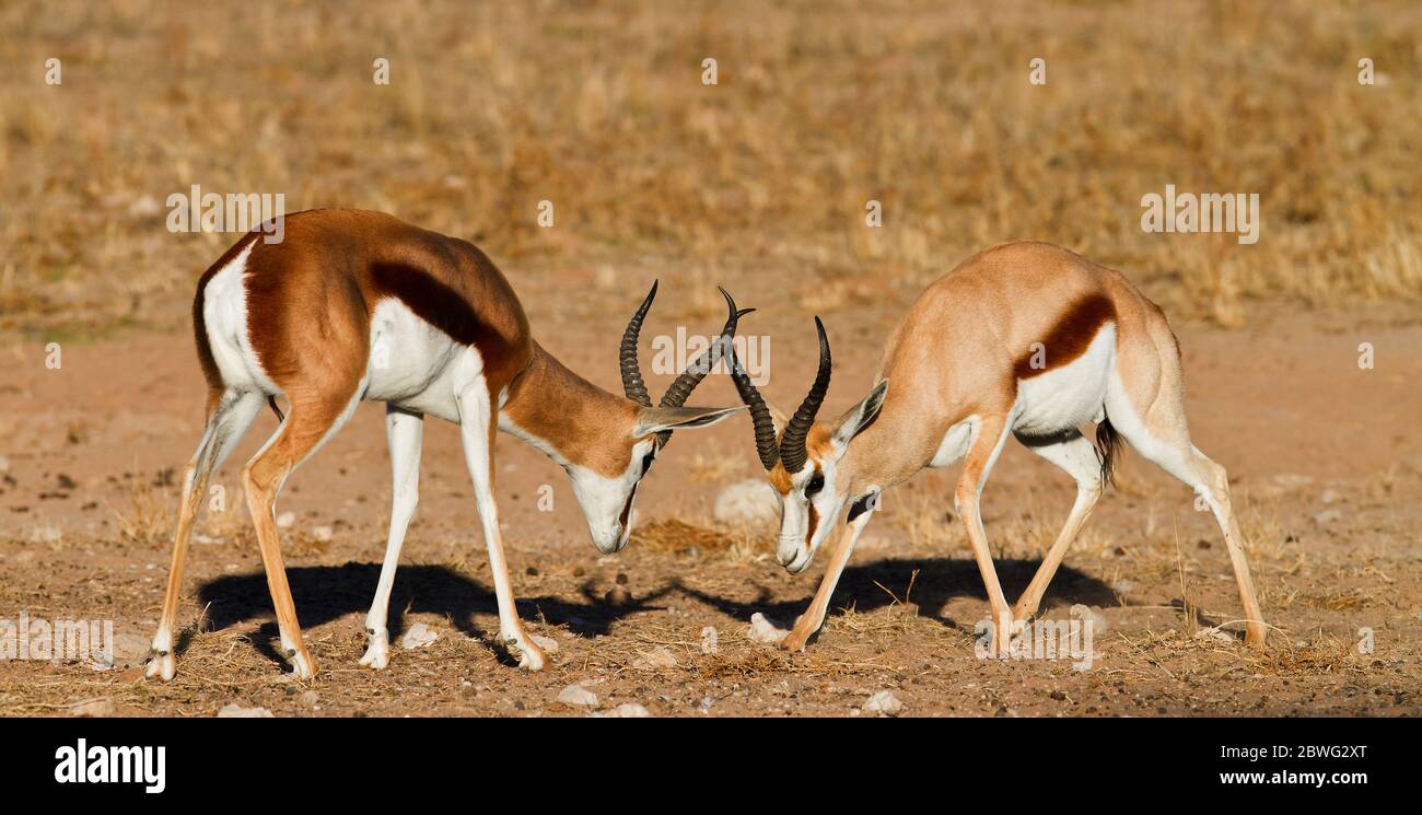 Springbok national symbol south africa hi-res stock photography and ...