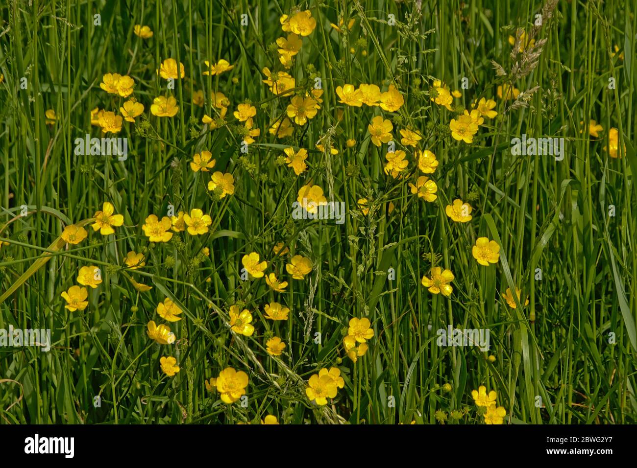 Ranunculus bulbosus sepals hi-res stock photography and images - Alamy