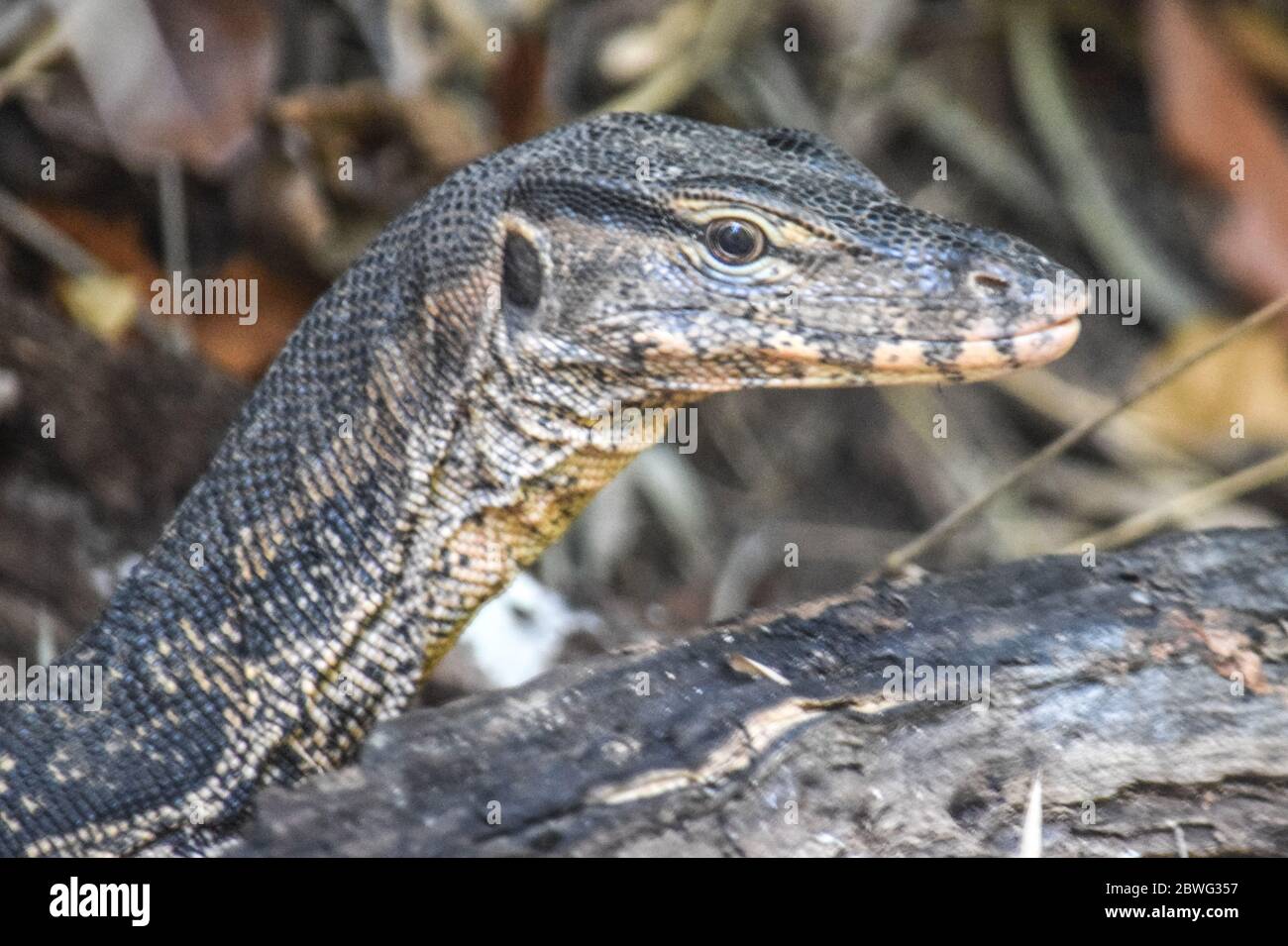 Long powerful laterally compressed tail hi-res stock photography and ...