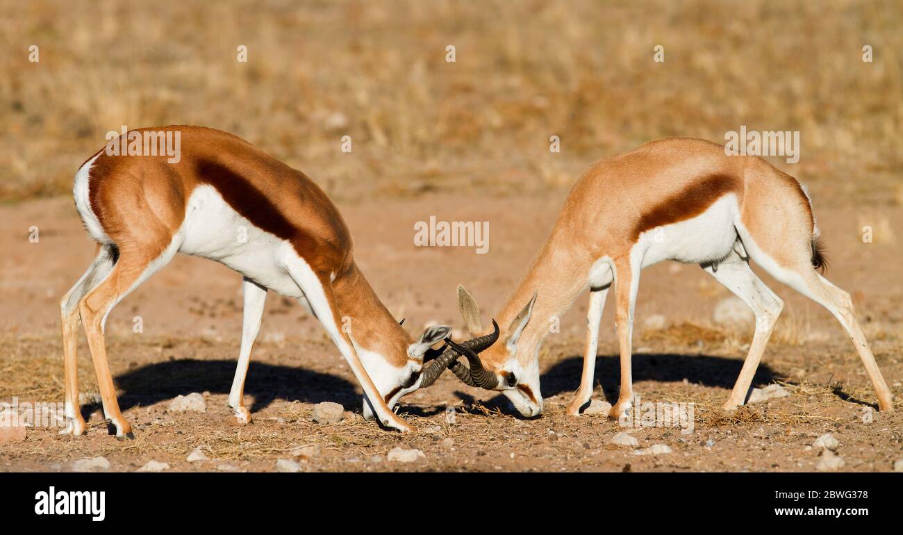 Springbok national symbol south africa hi-res stock photography and ...