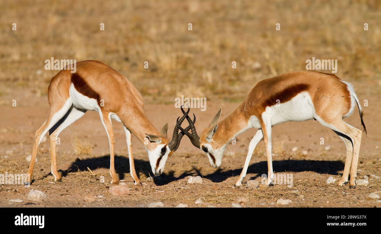 Springbok national symbol south africa hi-res stock photography and ...