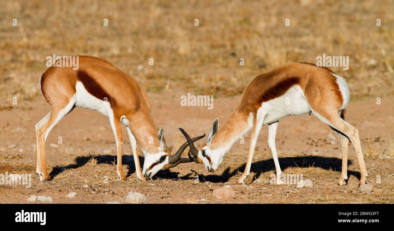 Springbok national symbol south africa hi-res stock photography and ...