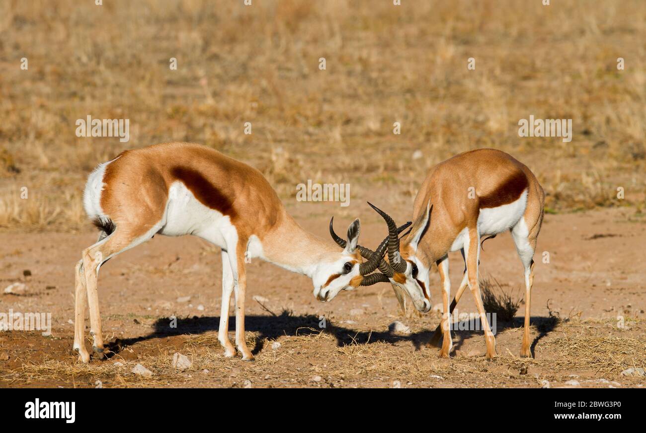 Springbok national symbol south africa hi-res stock photography and ...