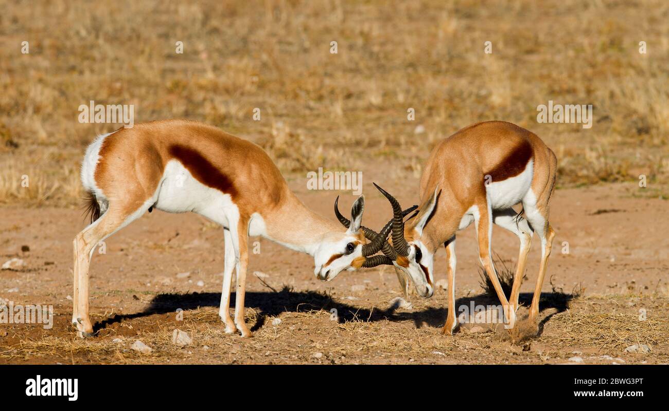Springbok national symbol south africa hi-res stock photography and ...