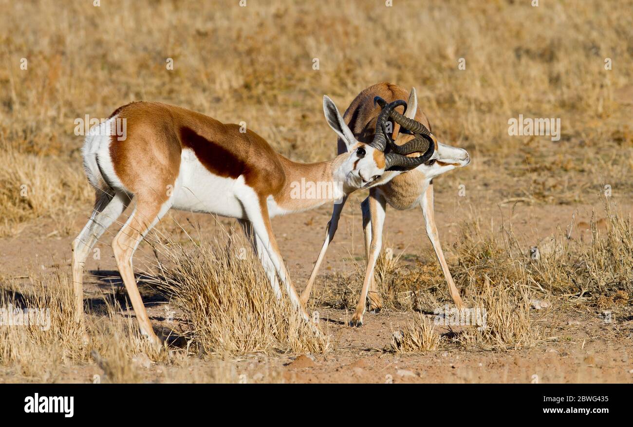 Springbok national symbol south africa hi-res stock photography and ...
