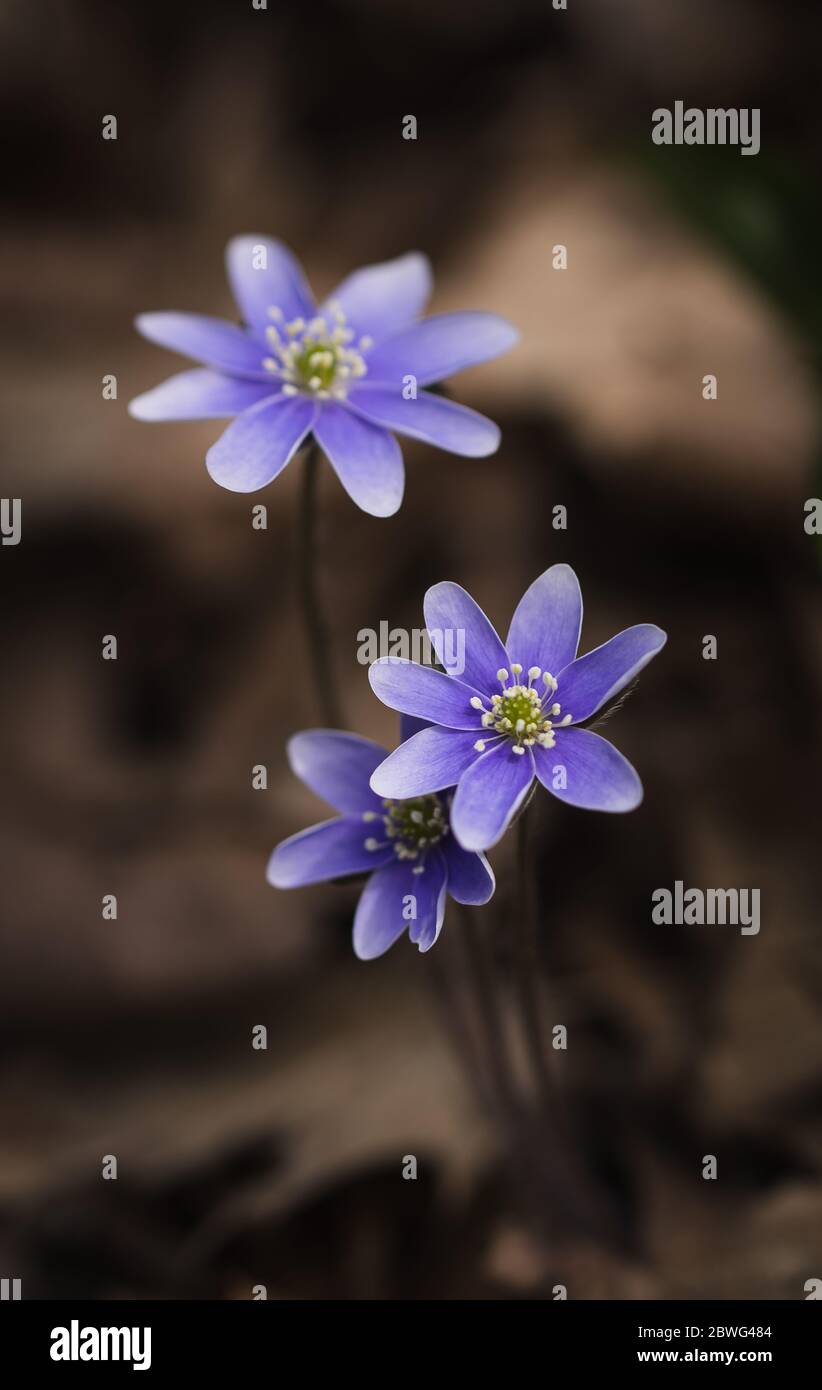Very small wildflowers hi-res stock photography and images - Alamy