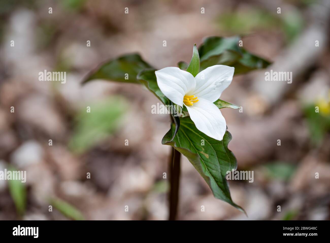 Close up trillium flower hi-res stock photography and images - Alamy