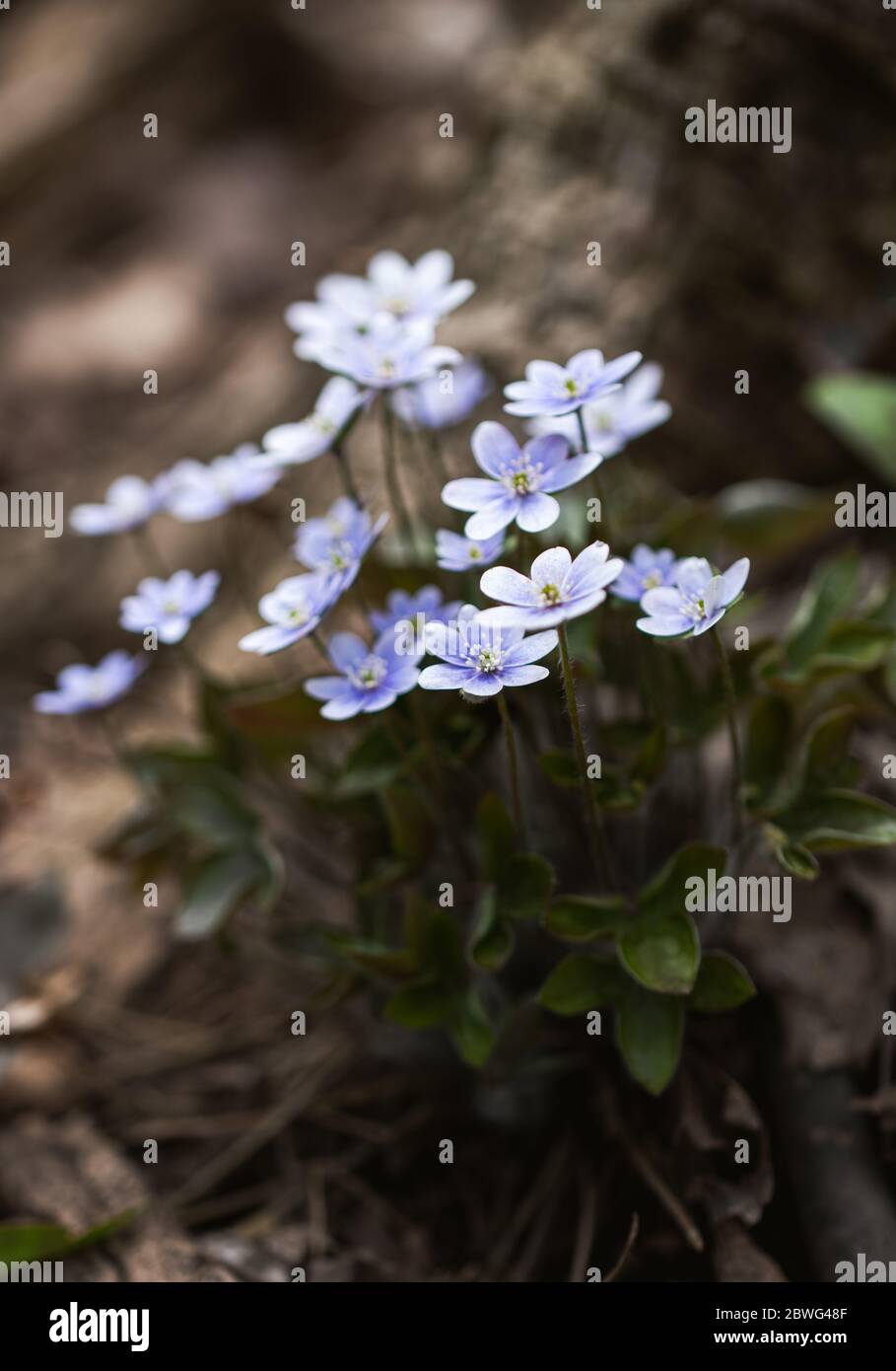 Very small wildflowers hi-res stock photography and images - Alamy