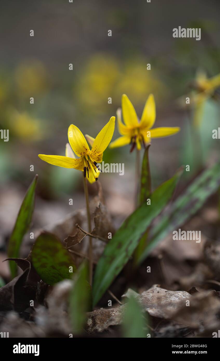 Small yellow wildflowers hi-res stock photography and images - Alamy