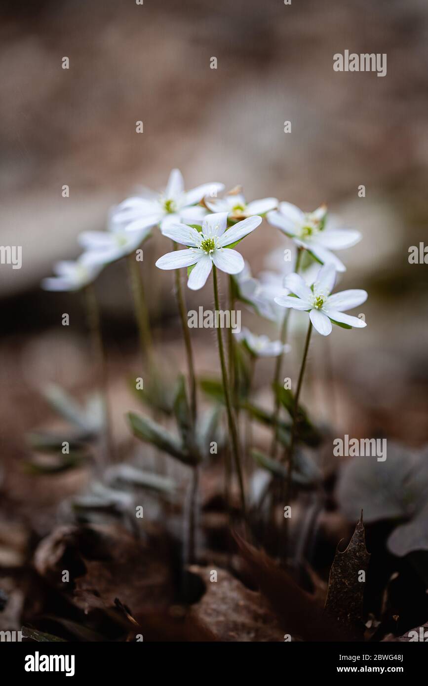 Small white wildflowers hi-res stock photography and images - Alamy