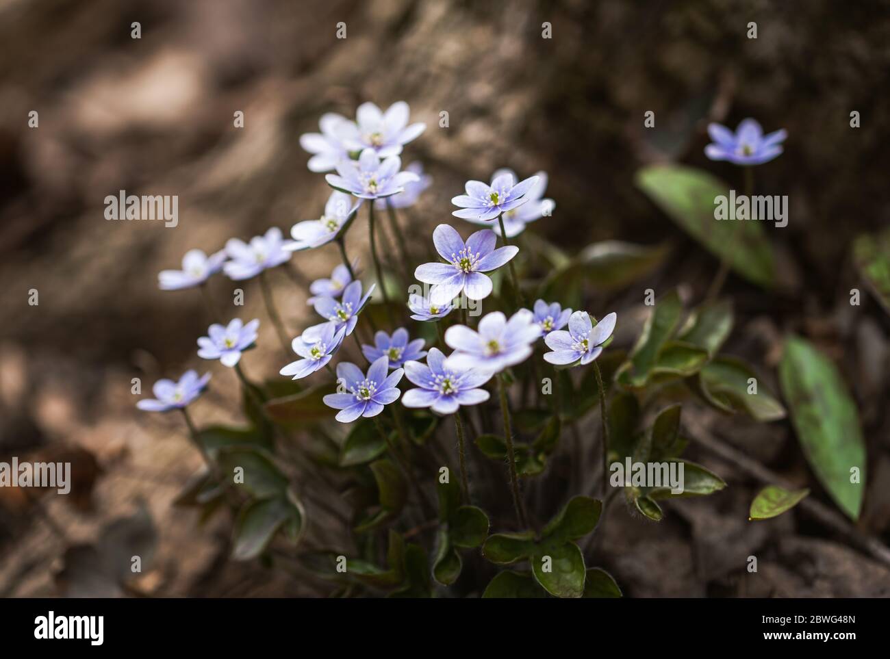 Close up of small purple wildflowers growing in the woods Stock Photo ...