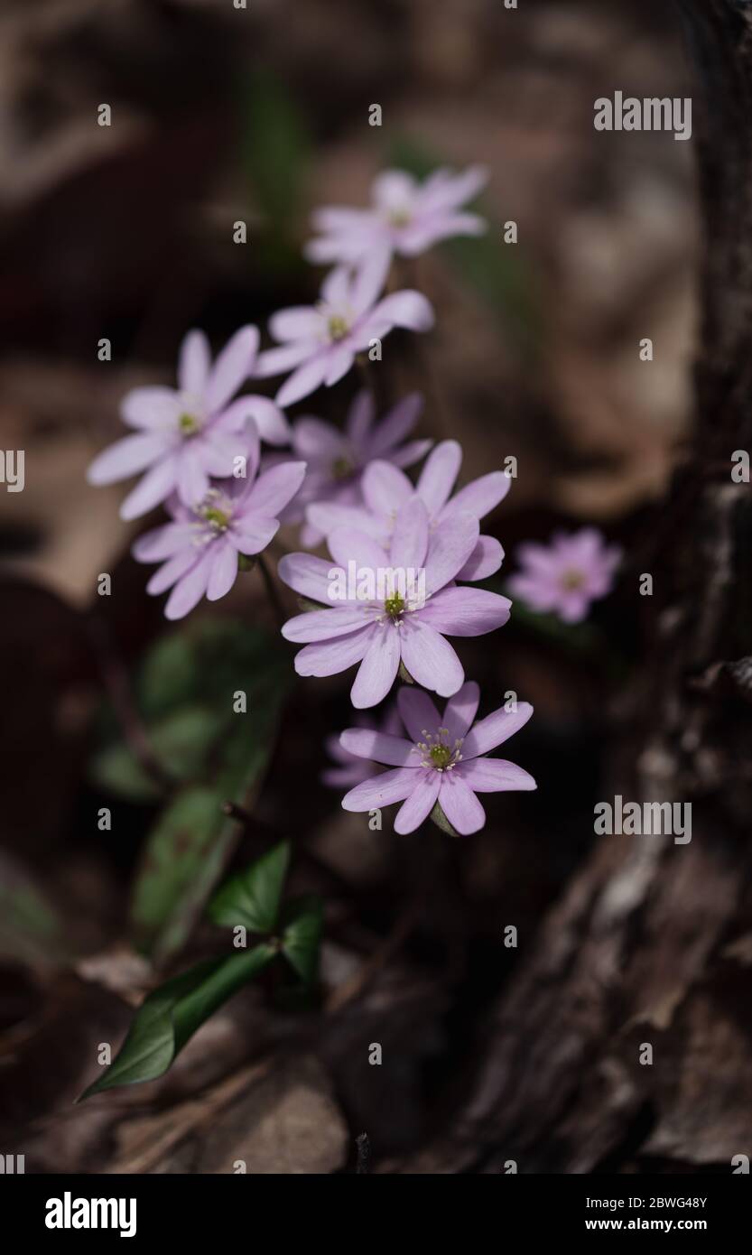 Very small wildflowers hi-res stock photography and images - Alamy