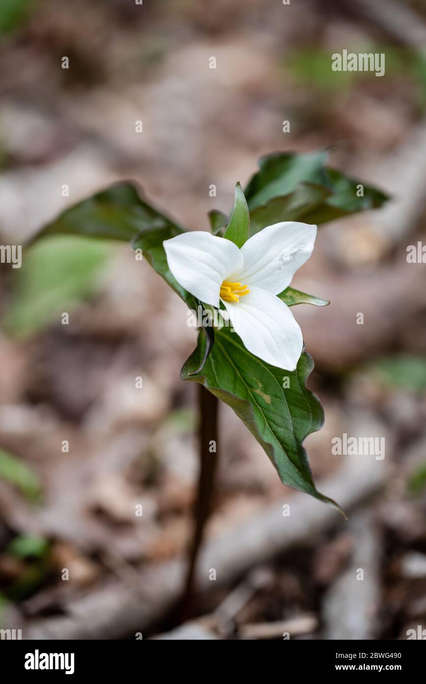 Close up of a trillium flower growing in a wooded area Stock Photo - Alamy
