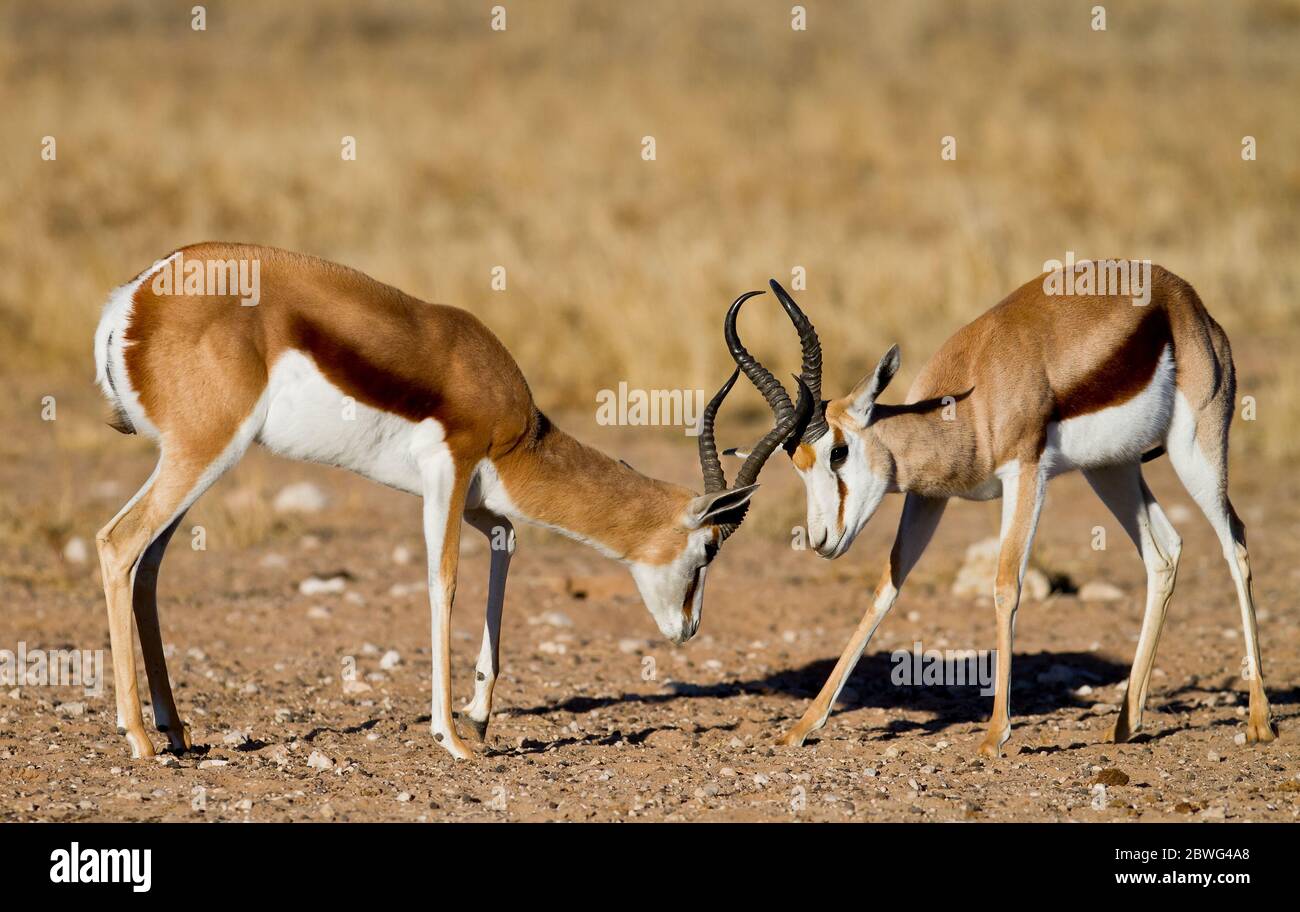 Springbok national symbol south africa hi-res stock photography and ...