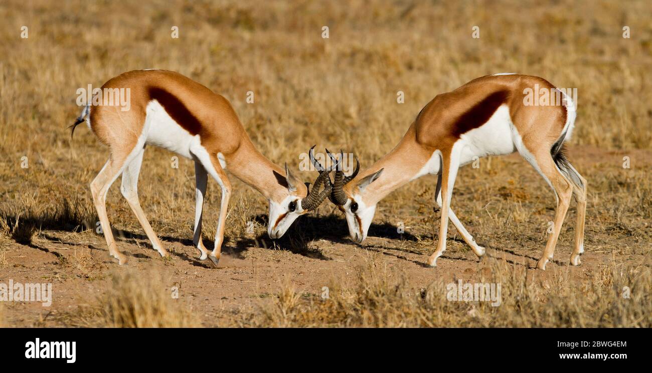 Springbok national symbol south africa hi-res stock photography and ...