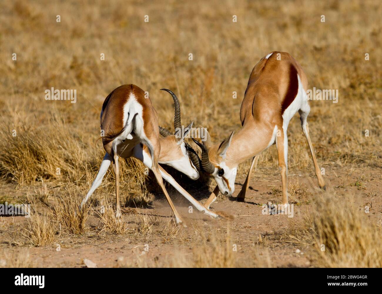 Springbok national symbol south africa hi-res stock photography and ...