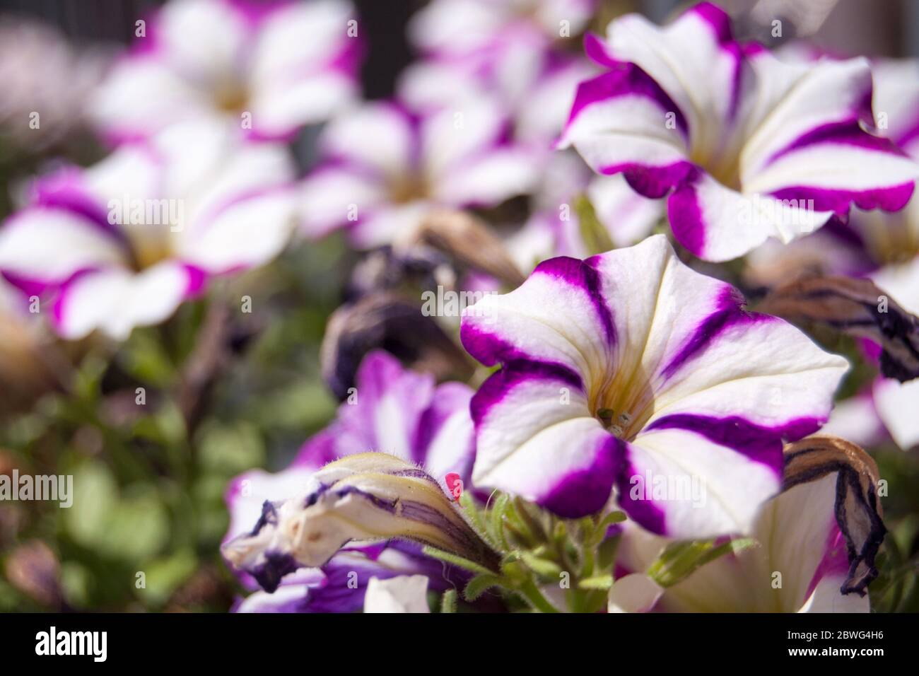 Two tone colours hi-res stock photography and images - Alamy