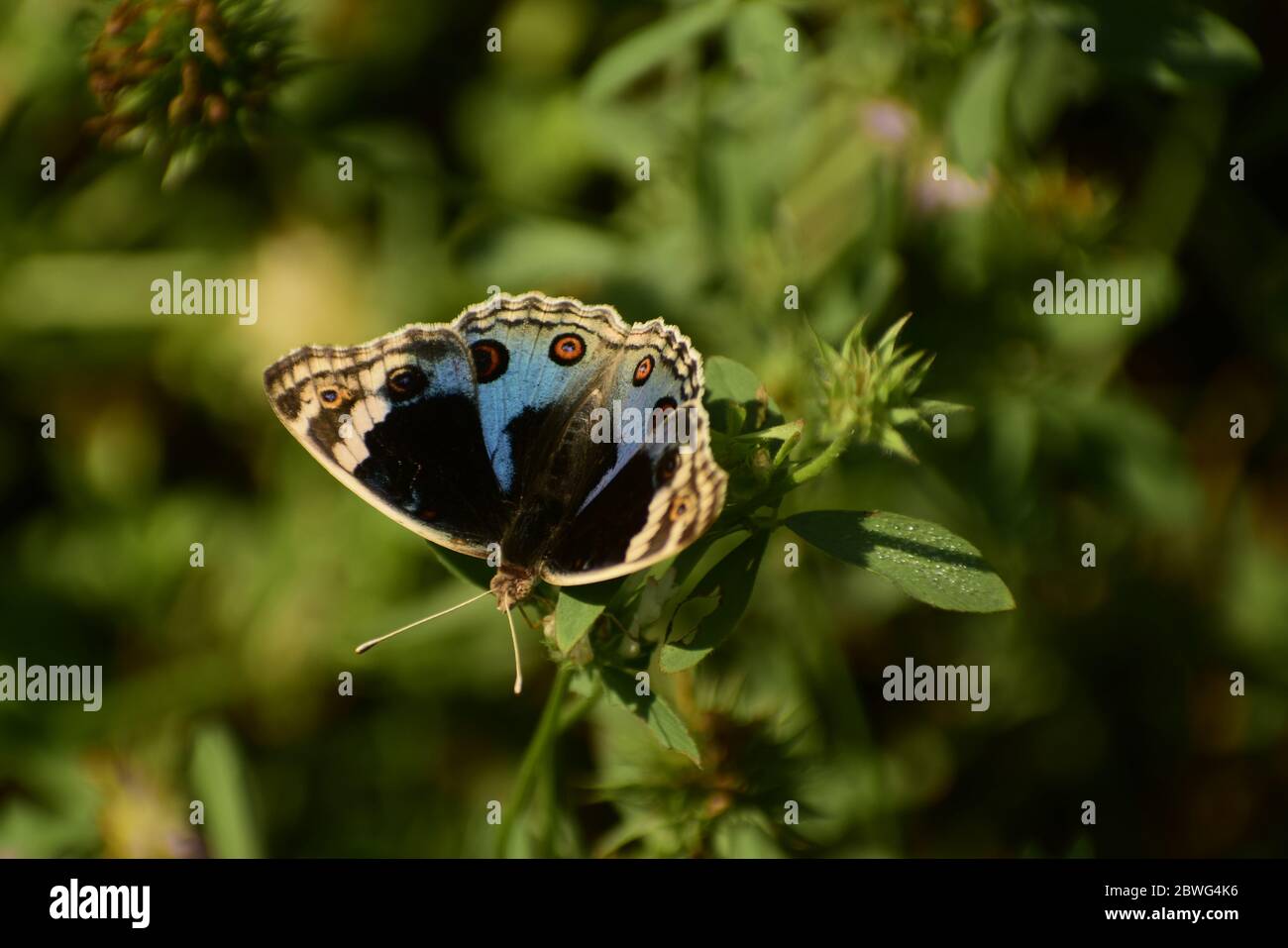 Blue pnasy hi-res stock photography and images - Alamy
