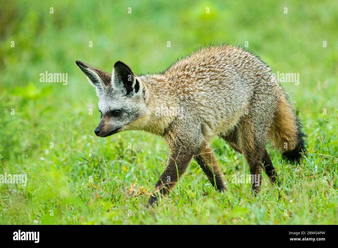 Cape fox (Vulpes chama) walking in grass, Kgalagadi Transfrontier Park ...