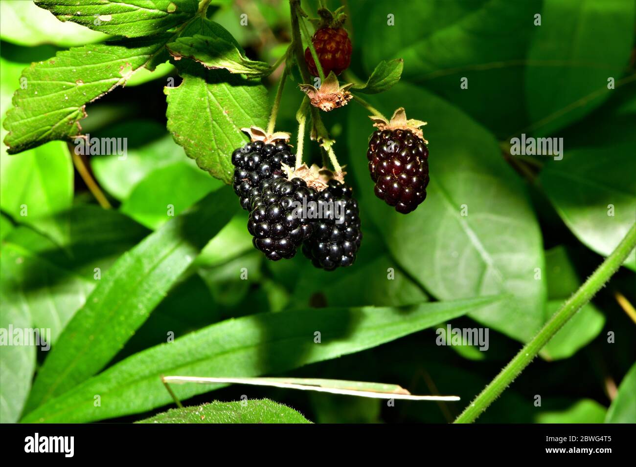 Southern dewberries hi-res stock photography and images - Alamy