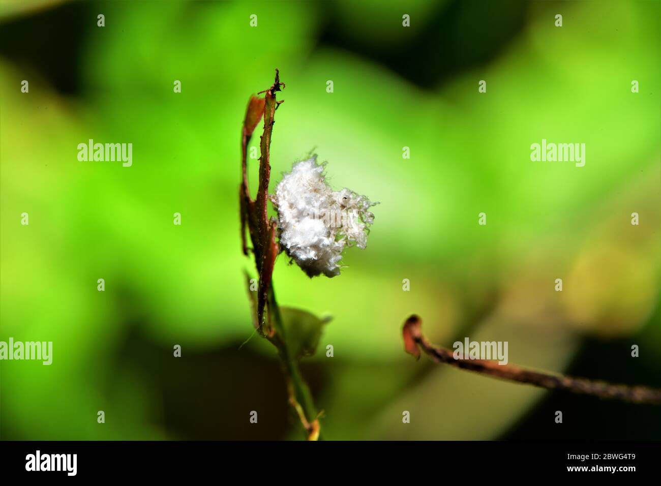 Mealy bug hi-res stock photography and images - Alamy