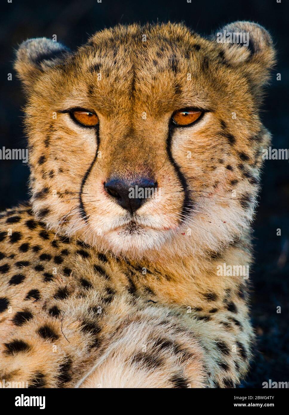 Cheetah feline hi-res stock photography and images - Alamy