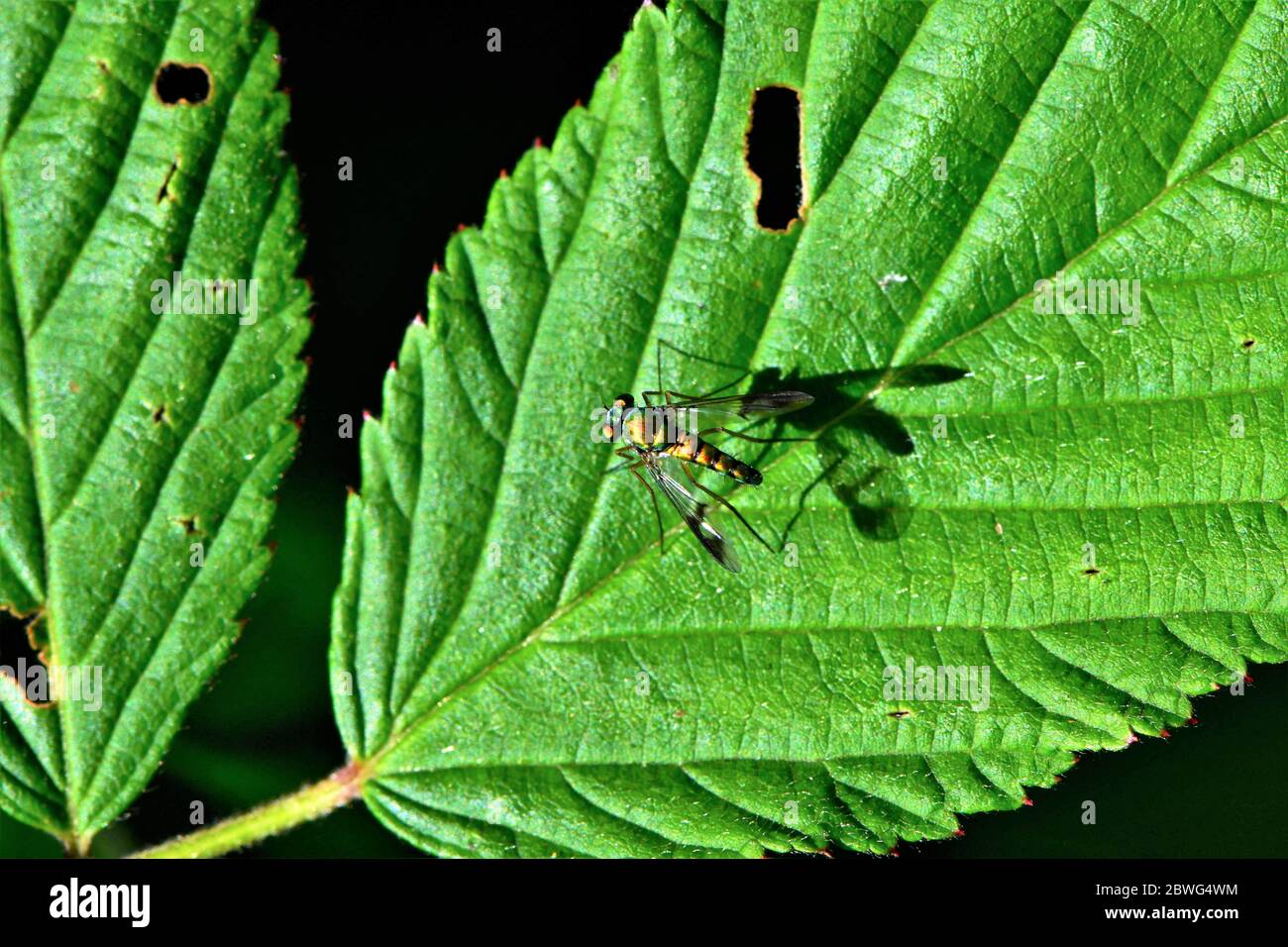 Florescent fly hi-res stock photography and images - Alamy