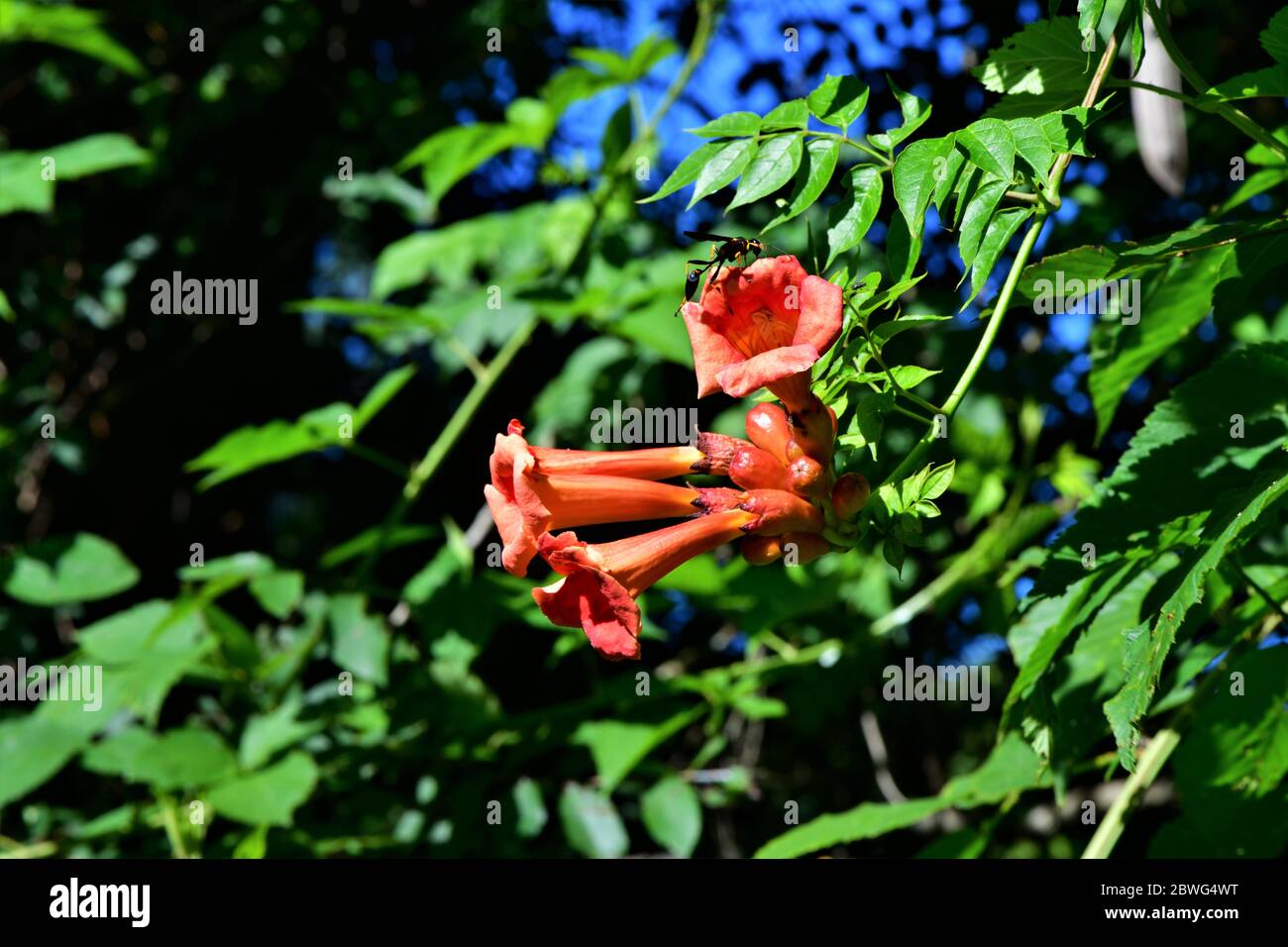 Poisonous wasp hi-res stock photography and images - Alamy