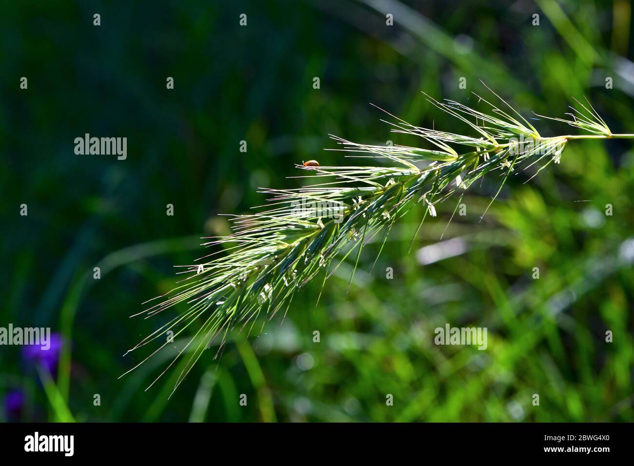 Quackgrass hi-res stock photography and images - Alamy