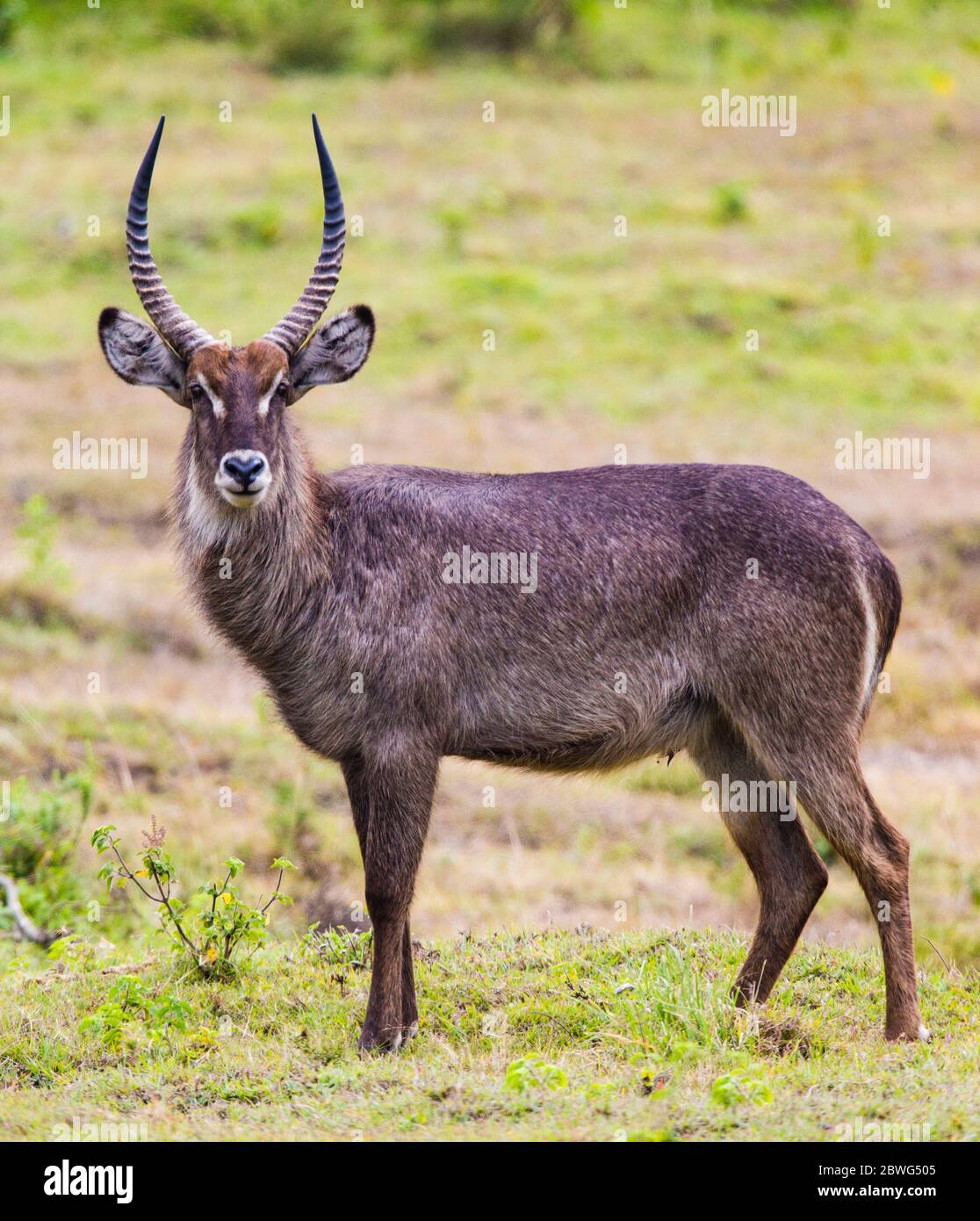 Common waterbuck (Kobus ellipsiprymnus) looking at camera, Arusha ...
