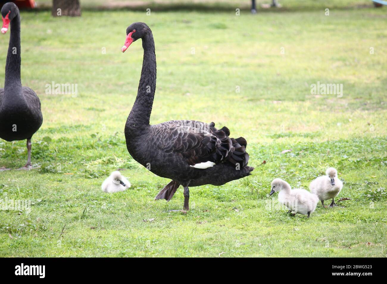 Swan Motif High Resolution Stock Photography and Images - Alamy