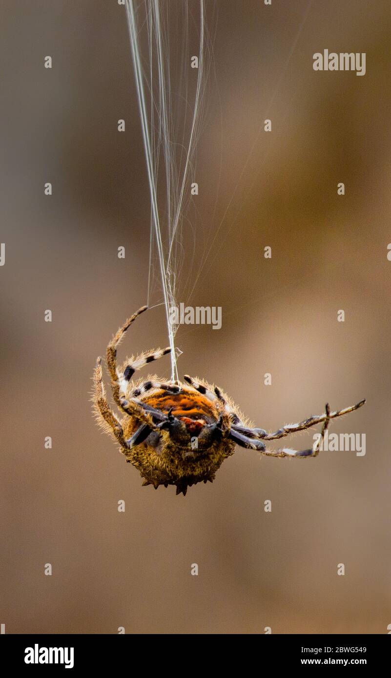 Spider, Arusha National Park, Tanzania, Africa Stock Photo - Alamy