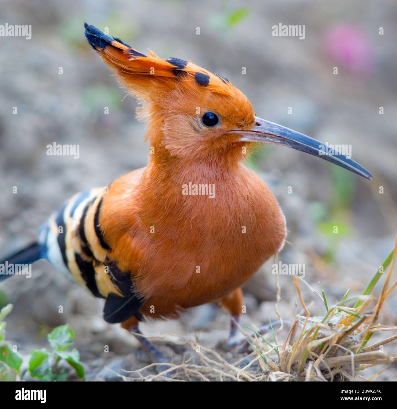 Upupa upupa hi-res stock photography and images - Alamy