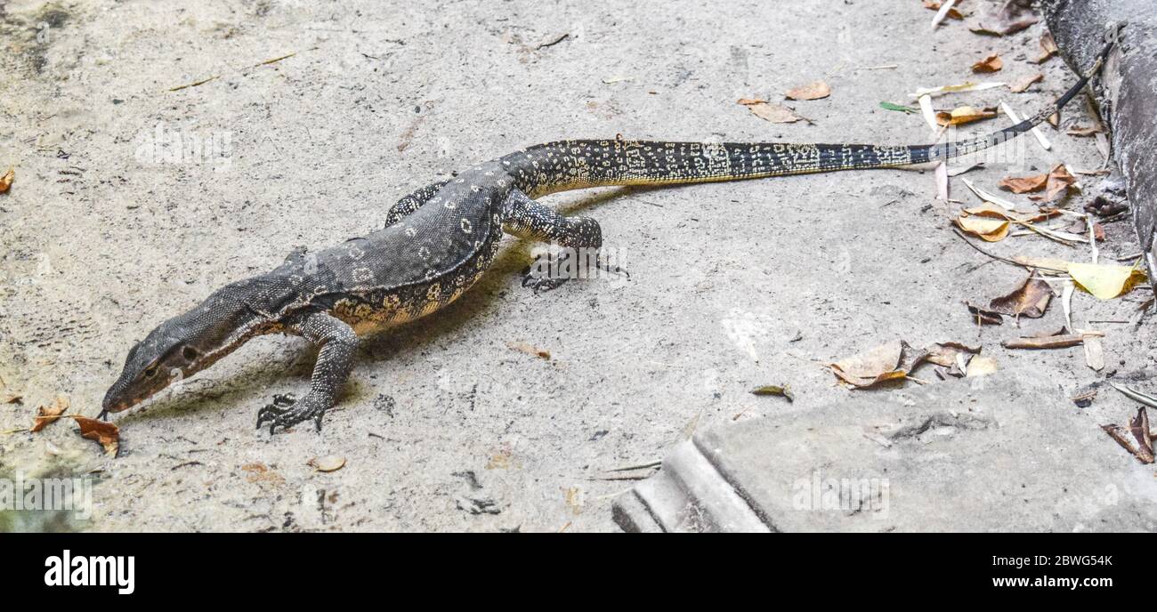 Asian water monitor teeth hi-res stock photography and images - Alamy