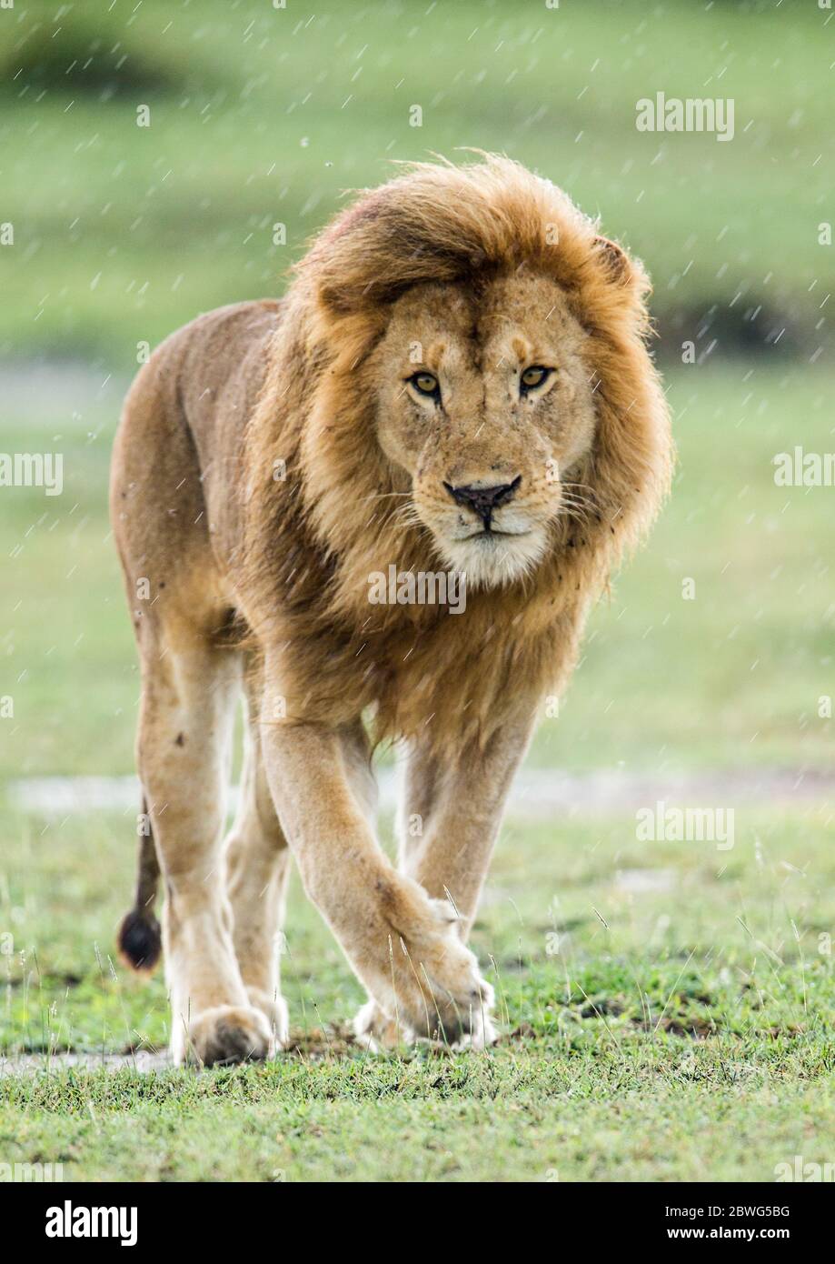 Male lion (Panthera leo) looking at camera, Ngorongoro Conservation ...