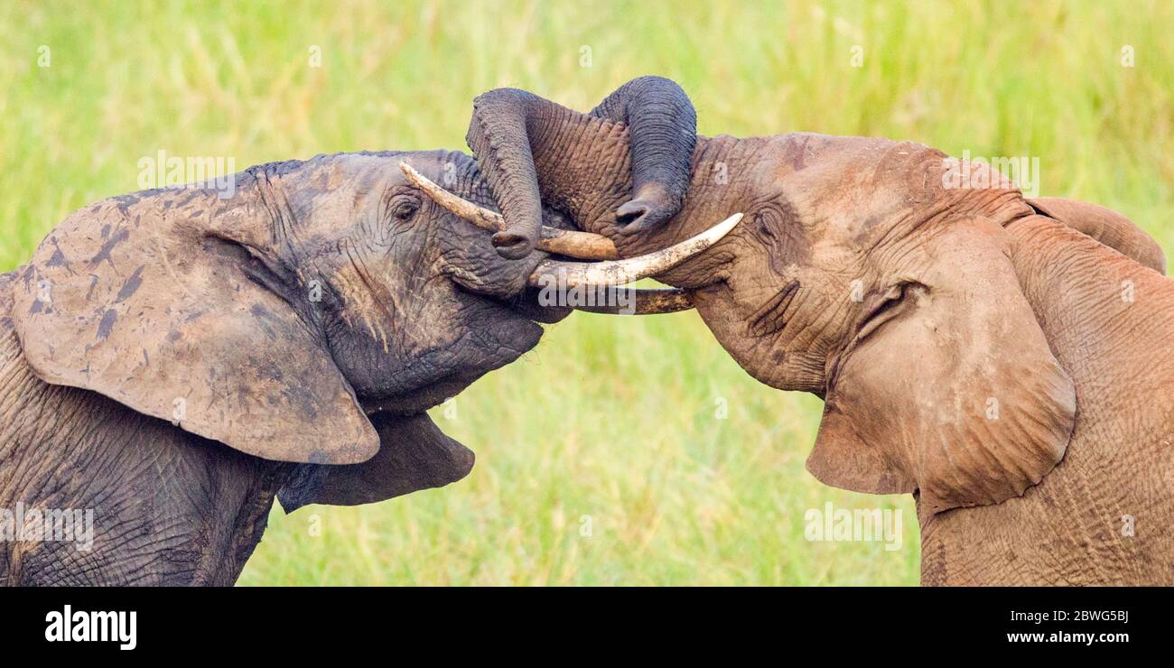 Two african elephants head to head hi-res stock photography and images ...