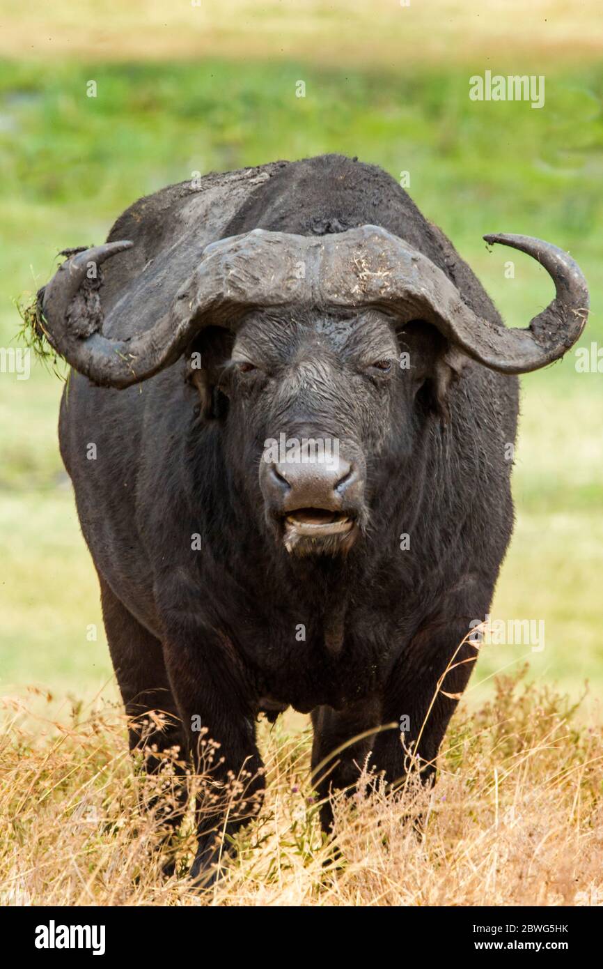 Cape buffalo hi-res stock photography and images - Alamy