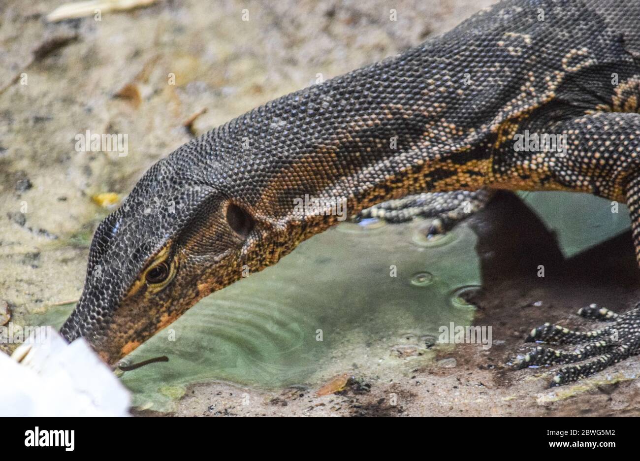 Asian water monitor teeth hi-res stock photography and images - Alamy