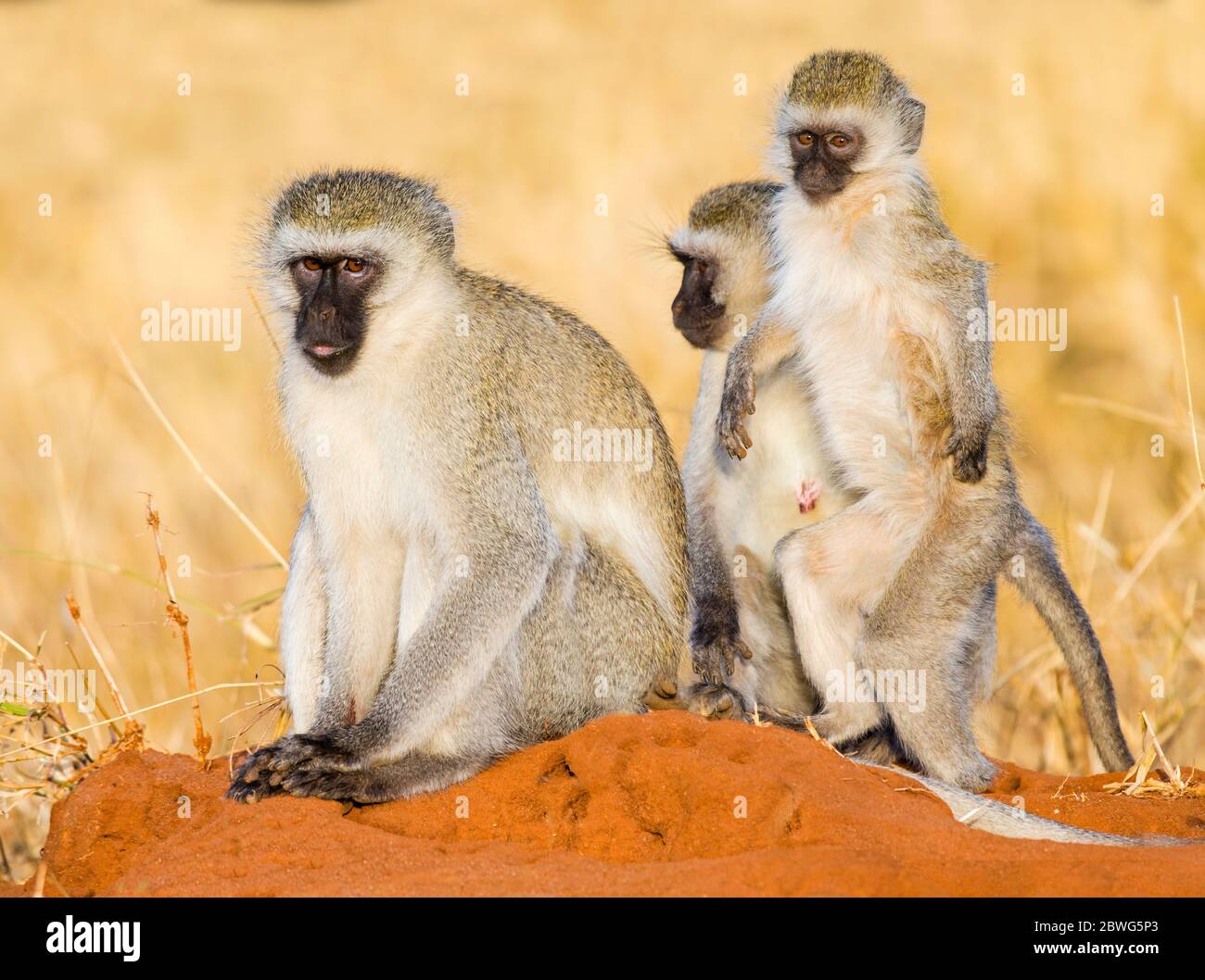Group of three vervet monkeys (Chlorocebus pygerythrus), Tarangire ...