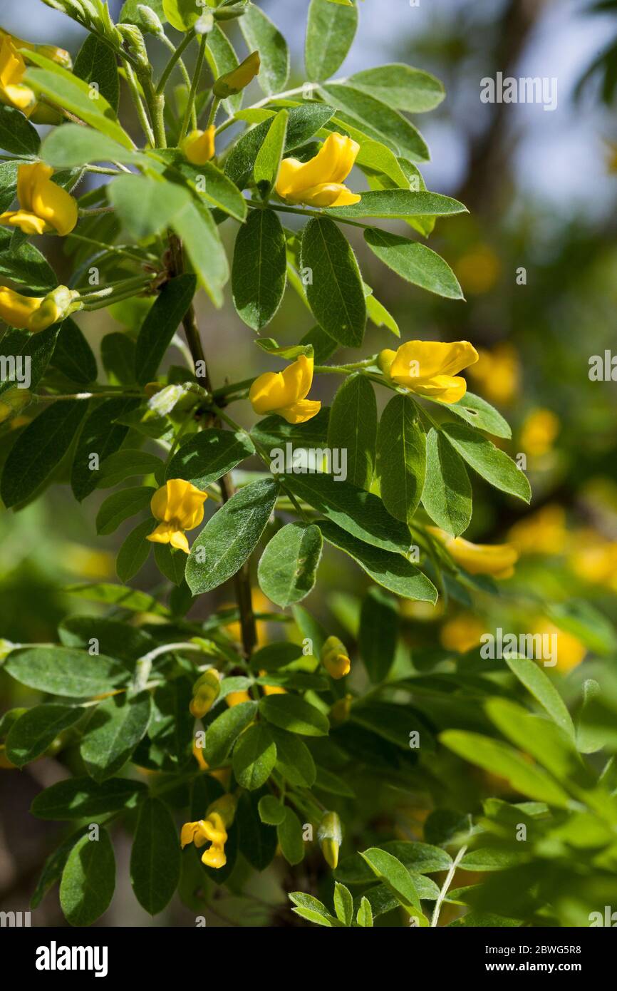 CARAGANA arborescens shrubs or small trees Stock Photo - Alamy
