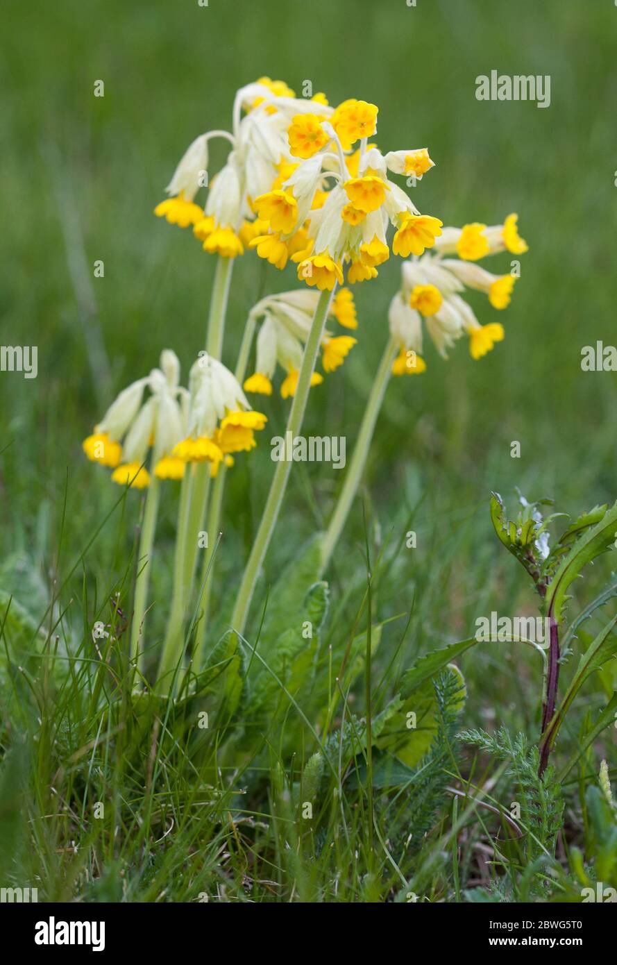Primrose cowslip hi-res stock photography and images - Alamy