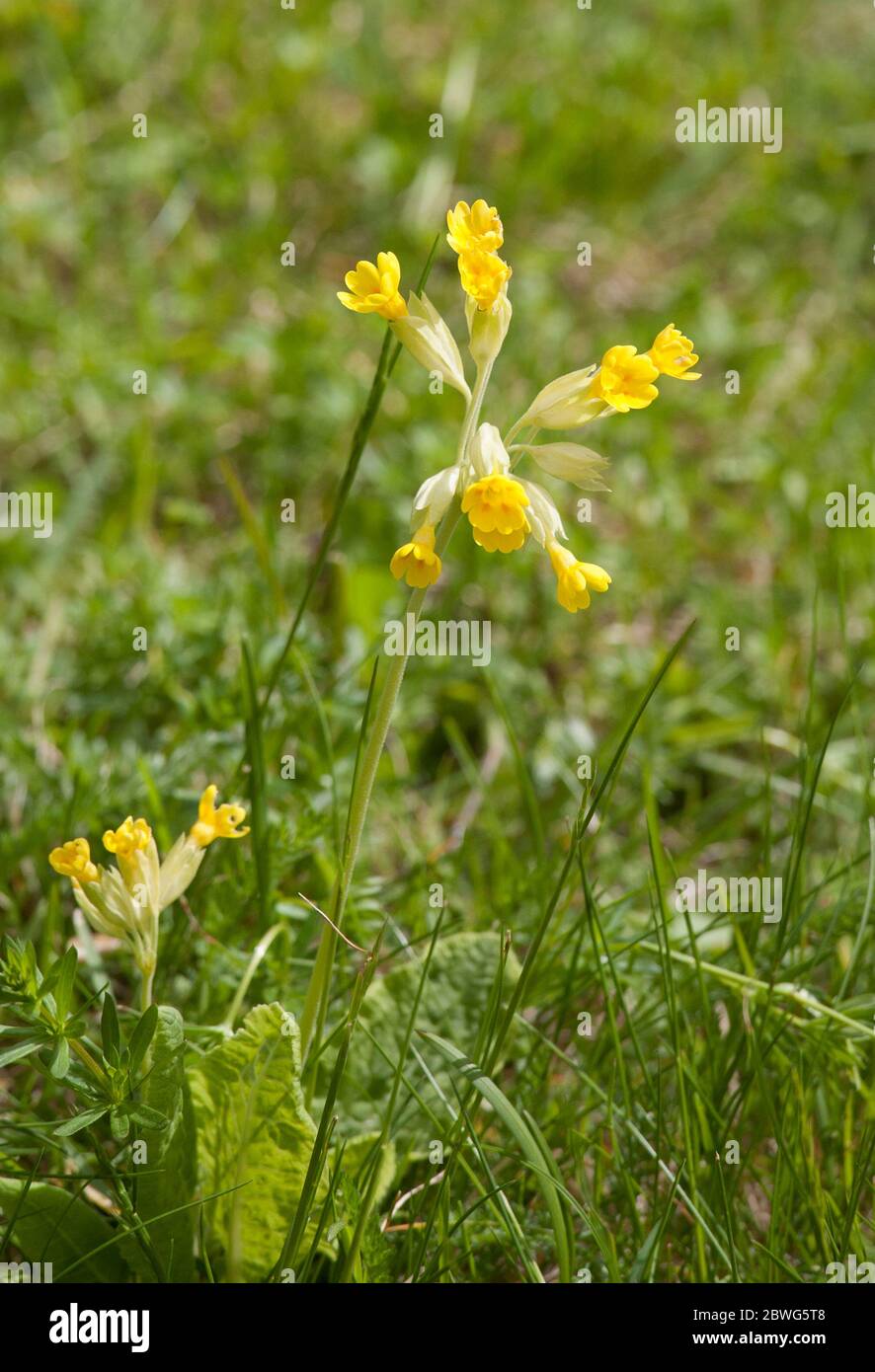 Primrose cowslip hi-res stock photography and images - Alamy